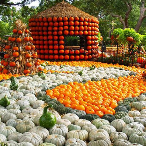 Your Ultimate Guide To Fall Family Fun! - Good Life Family Magazine