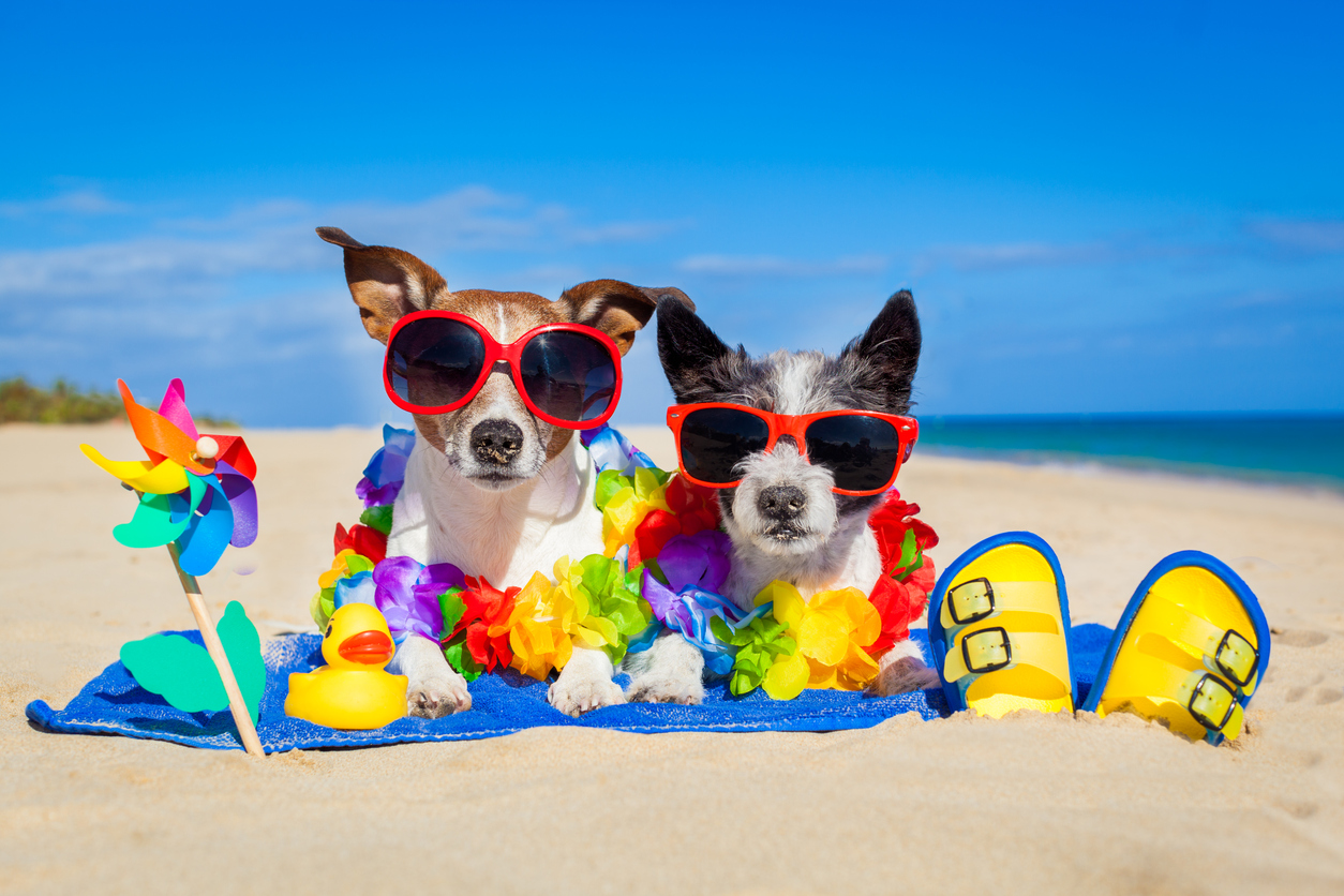 2021 Dog Days Of Summer Photo Contest - Good Life Family Magazine