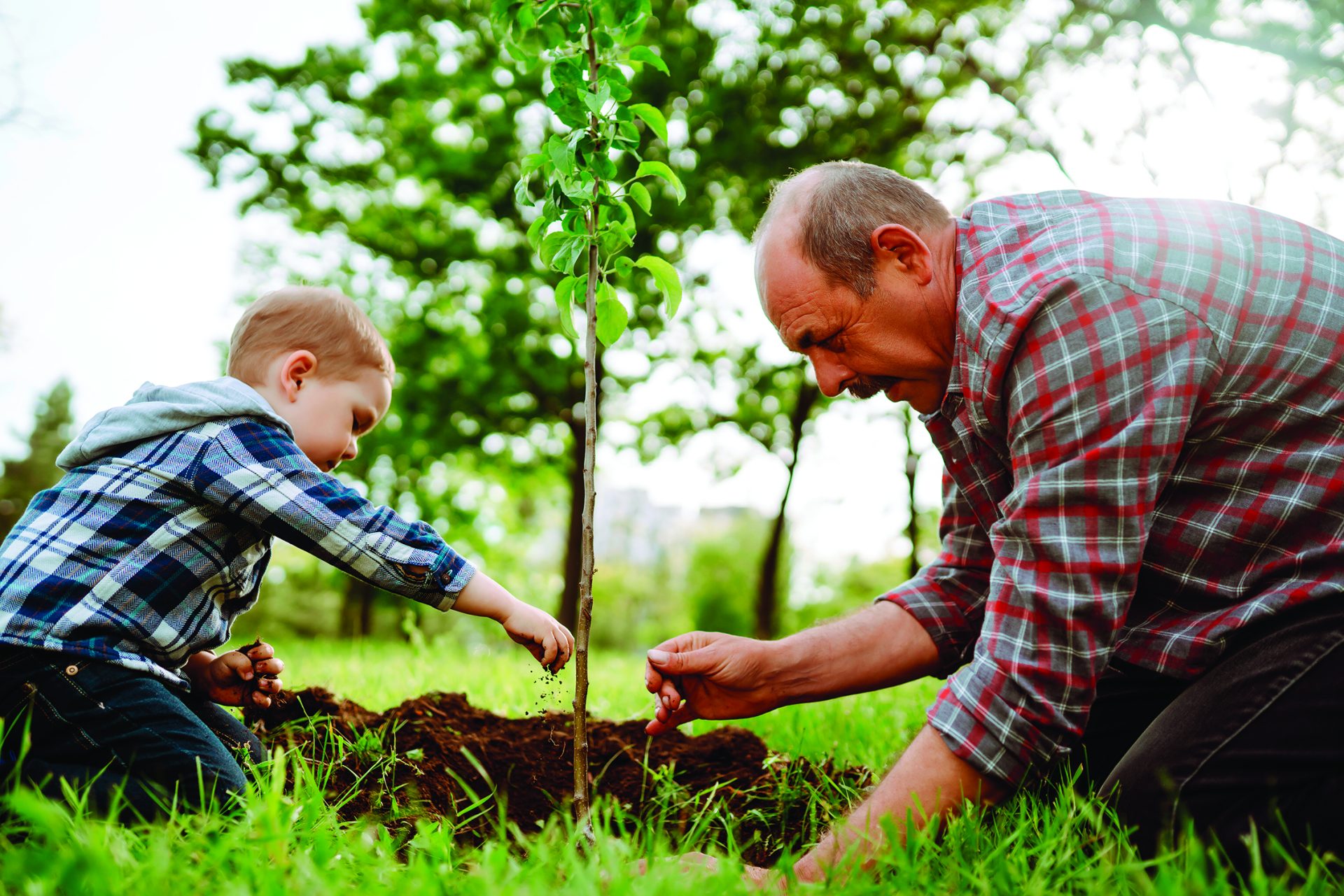 A Beginner’s Guide To Planting Trees - Good Life Family Magazine